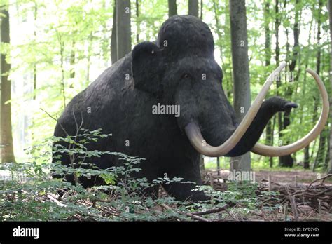 A Mammoth Is Any Species Of The Extinct Genus Mammuthus Proboscideans