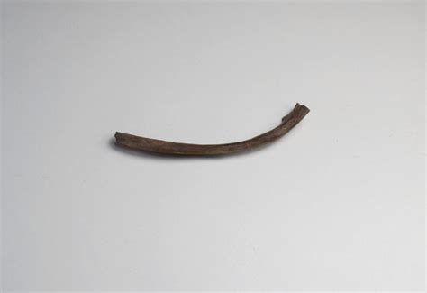 Dodo Rib Bone Bespoke Taxidermy