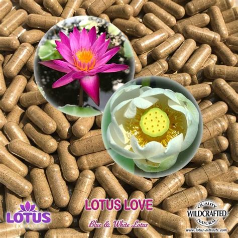 Lotus Love Blue Lotus And White Lotus Flower Capsules Lotus Extracts
