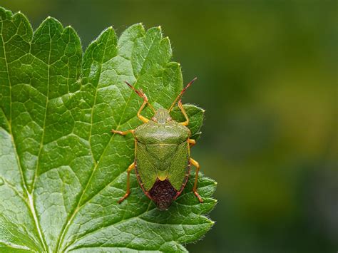 10 000 Free Clown Stink Bug And Bug Images Pixabay