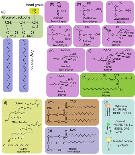 Schematic Representation Of The Chemical Structures Of Membrane Lipids