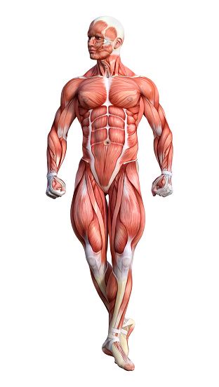 화이트에 3d 렌더링 남성 해부학 그림 근육에 대한 스톡 사진 및 기타 이미지 근육 근육질 체격 보디 빌딩 Istock