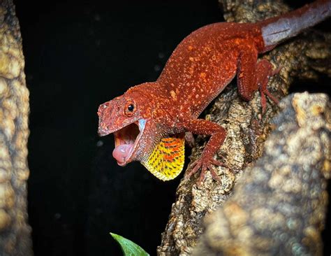 Brown Anole Anolis Sagrei Red Pair Ridgeway Frozen