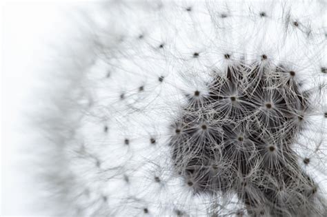 Foto Halus Kepala Biji Dandelion Dengan Latar Belakang Putih Foto Stok