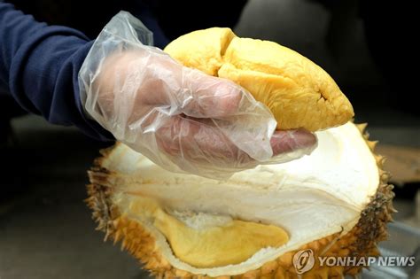 특파원 시선 두리안으로 인생역전 동남아 농부들 연합뉴스