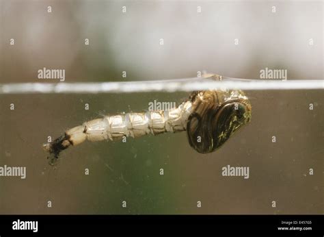 Mosquito Culex Pipiens Larva About To Emerge From Pupa At Water