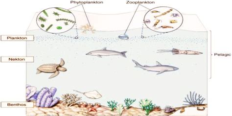 Nekton Assignment Point