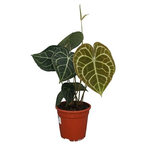 Piardino Anturio Anthurium Clarinervium Tama O De Maceta Cm Bauhaus