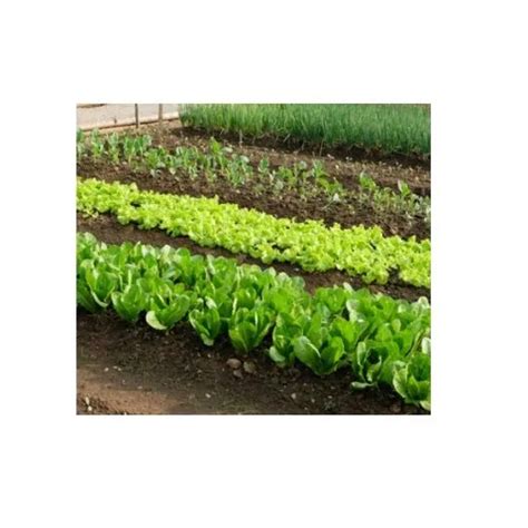 Organic Vegetables Fertilizer Application Agriculture At Best Price