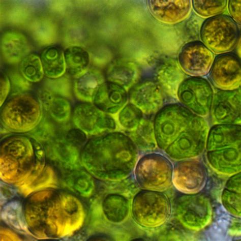 Algae As An Alternative Protein Nutrition Bühler Group