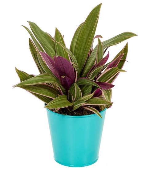 Funeral Plant Sympathy Plants