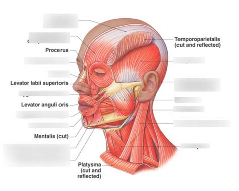 Muscles Of The Face Diagram Quizlet