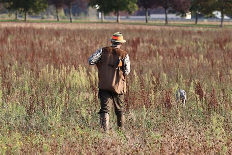 Chasse Aux Faisans Devant Soi Dans Le Cher Pour Groupe Constitué De 4 Chasseurs Et Plus