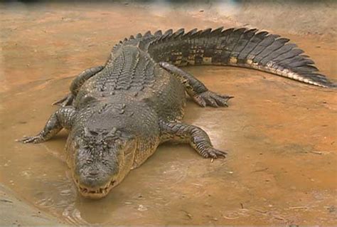 Learn With Us Its Official Guinness Says Philippine Crocodile Worlds