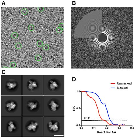 The Structure Of The Tetanus Toxin Reveals Ph‐mediated Domain Dynamics Embo Reports