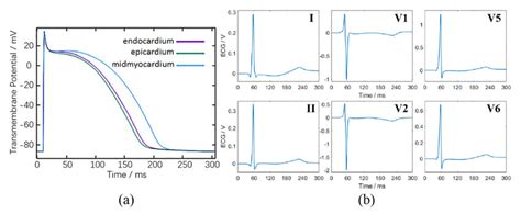 A Simulated Action Potentials Under Steady State For The Cells From