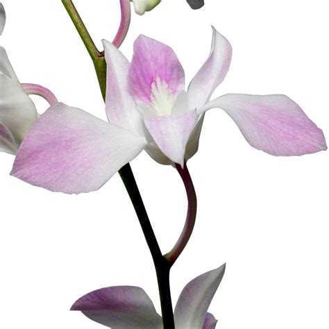 Wholesale Orchids Buy Orchids For Weddings
