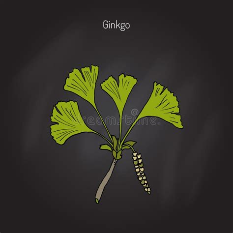 Ginkgo Biloba Ginkgo Or Maidenhair Tree Stock Vector Illustration Of