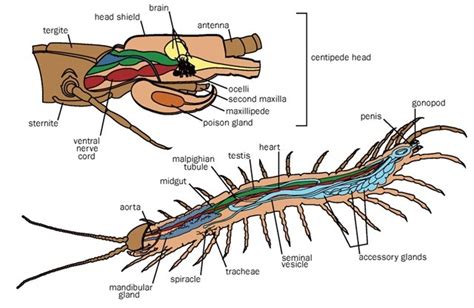 Millipede Diagram