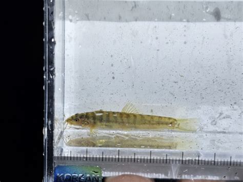Nemacheilus Selangoricus From Kampung Kilimu 89308 Ranau Sabah 말레이시아