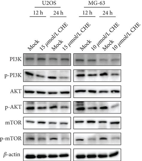 CHE Inhibited PI3K AKT MTOR Signaling Pathway After Being Treated With