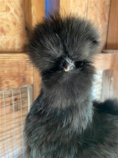 Bantam Silkie
