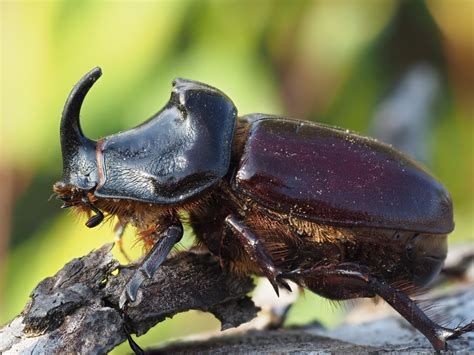 Rhino Beetle