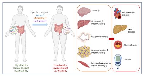 Gut Microbiota And Metabolic Syndrome