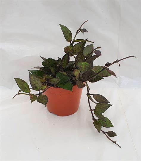 Hoya krohniana BLACK LEAVES — Plant Wholesale FlorAccess