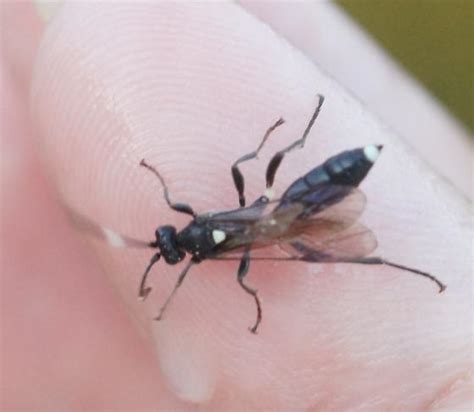 Wasp With White Spots