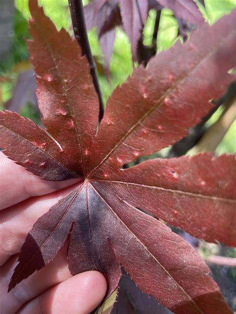 How To Identify And Control Japanese Maple Pests Gardeners Path