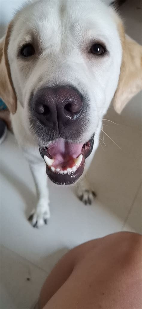 一只拉布拉多犬由于搬家无法给予其充足照顾心里愧疚希望找个爱狗人士领养 领养狗狗