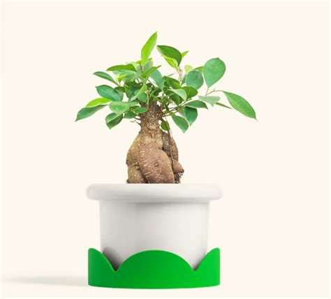 Ficus Ginseng Care How To Take Care Of A Ficus Microcarpa Hey Rooted