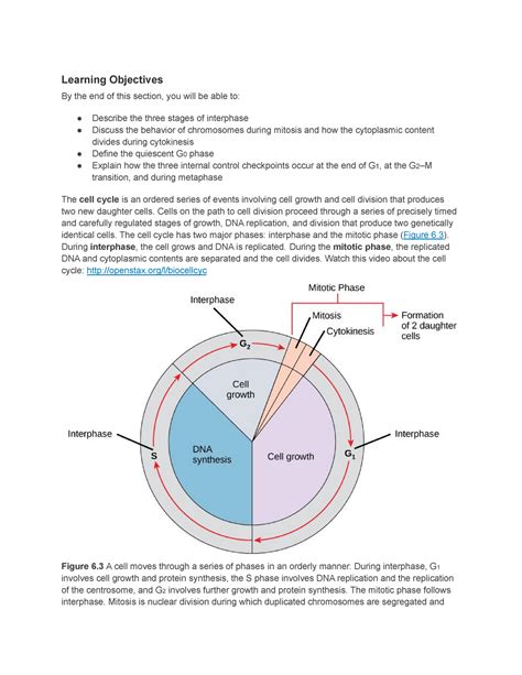 The Cell Cycle Notes And Summary Learning Objectives By The End Of This Section You Will Be