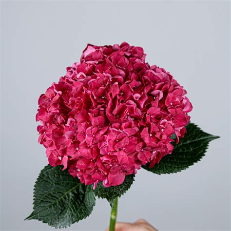 Hydrangea Magical Ruby Red Mayflower Studio