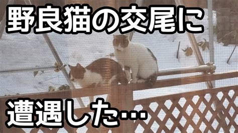 嫌がるメス猫を無理矢理野良猫の交尾現場に遭遇。 Youtube