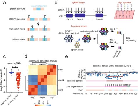 Ctcf Domain Sgrna Library Screen A Schematic Diagram Illustrating