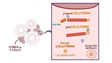 Calcitonin Video Anatomy Definition And Function Osmosis