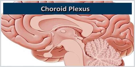 Choroid Plexus Assignment Point