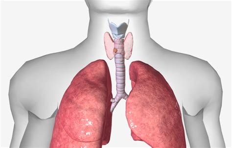 Papillary Thyroid Carcinoma Icd 9 Code