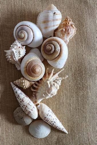소박한 메쉬 배경에 추상적인 패턴으로 배열된 다양한 조개껍데기 갑각류에 대한 스톡 사진 및 기타 이미지 갑각류 경관 곡초류 Istock