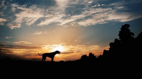 ძაღლს ცოფი დაუდასტურდა ინფიცირების წყარო მგელია სურსათის ეროვნული სააგენტო საგანგებო