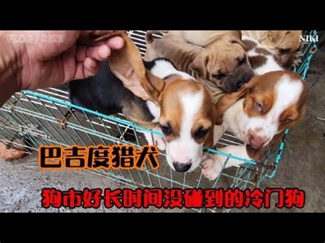 狗市重新开张第三天巴吉度都来了好久没见过的冷门狗 YouTube