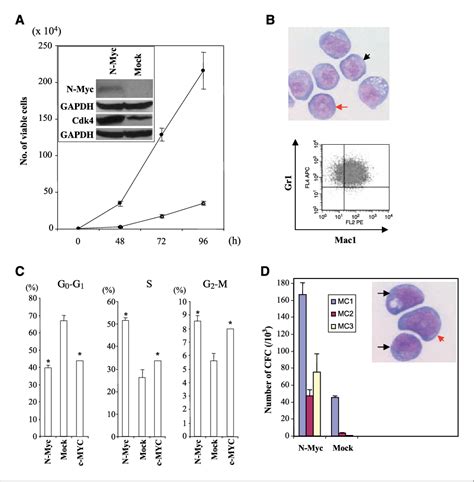 Table 1 From Overexpression Of N Myc Rapidly Causes Acute Myeloid Leukemia In Mice Semantic