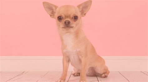 Nombres Para Perros Hembra Nombre Para Perros