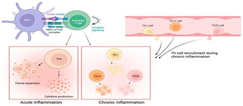 An Ox Traordinary Tale The Role Of Ox40 And Ox40l In Atopic