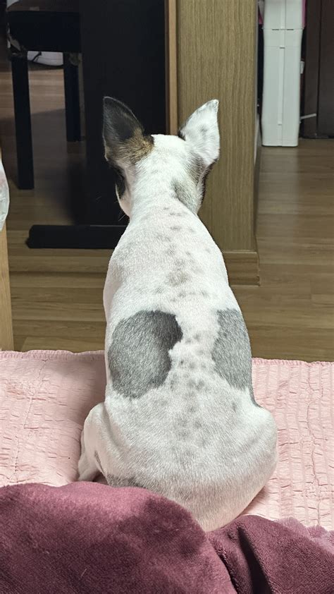 강아지의 피부질환