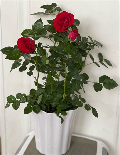 Барын УЛААН САРНАЙ голланд сорт том цэцэгтэй ҮНЭ 48К Цэцгийн өндөр 38 см Сарнай нь хайр