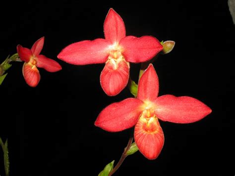 Phrag Jason Fischer Barbara Ann Am Aos Slippertalk Orchid Forum