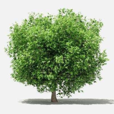 Common Fig Tree M D Model By Cgaxis